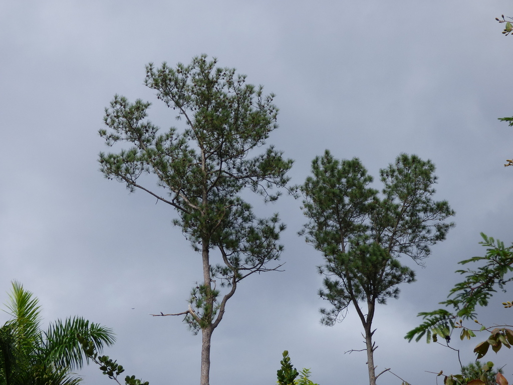 (Pinus caribaea caribaea) - Botanical Realm