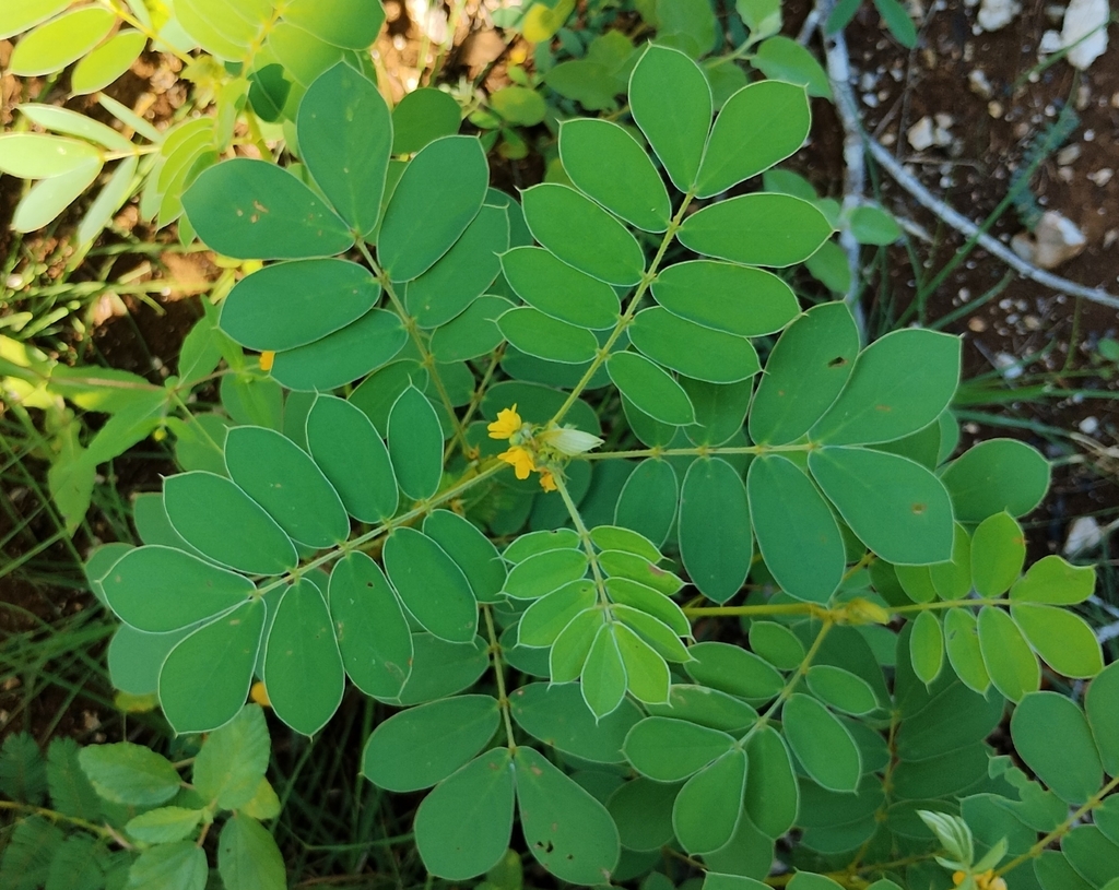 Cacahuatillo desde 97395 Yuc., México el 06 de septiembre de 2023 a las ...