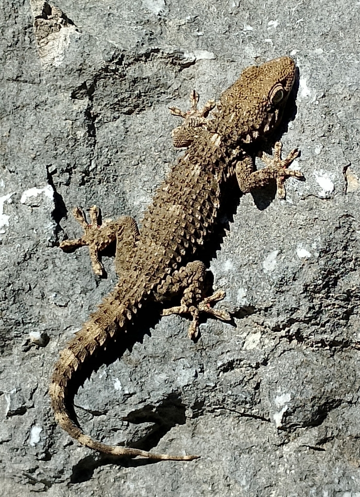 Moorish Gecko from 84070 San Giovanni a Piro, SA, Italy on February 18 ...