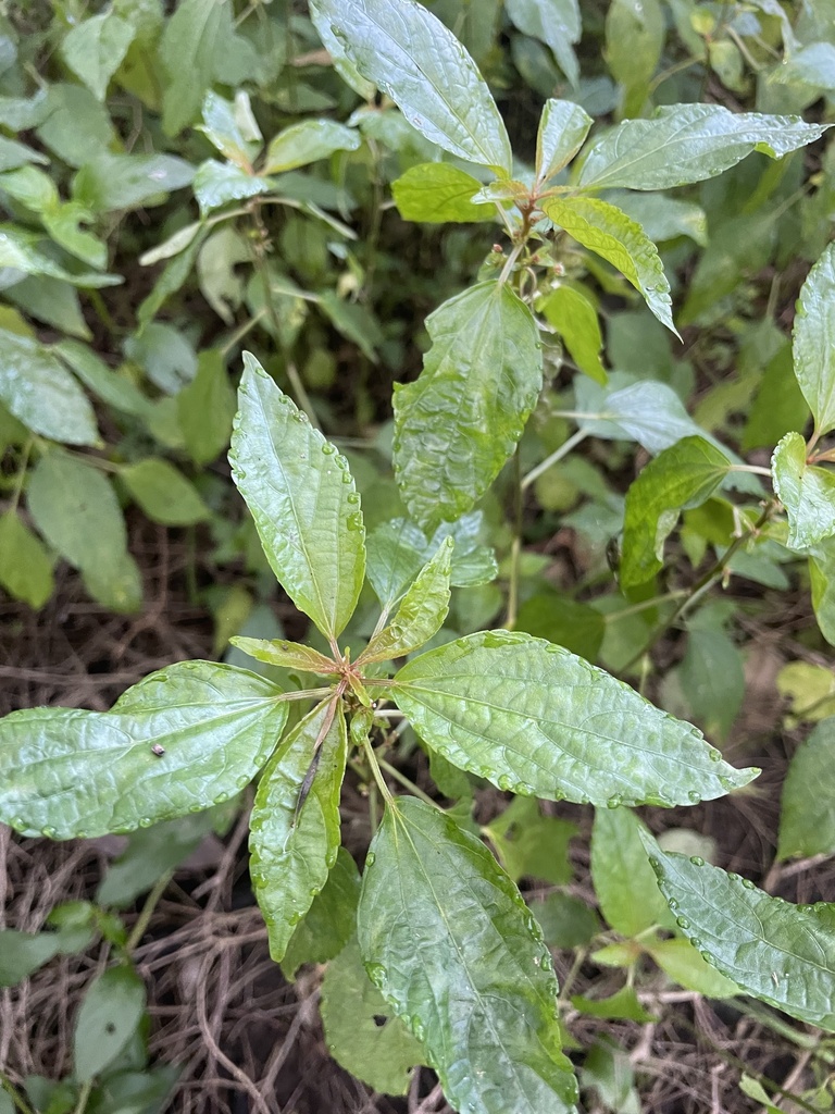 Asian Copperleaf from Meadowbrook, QLD, AU on February 19, 2024 at 07: ...