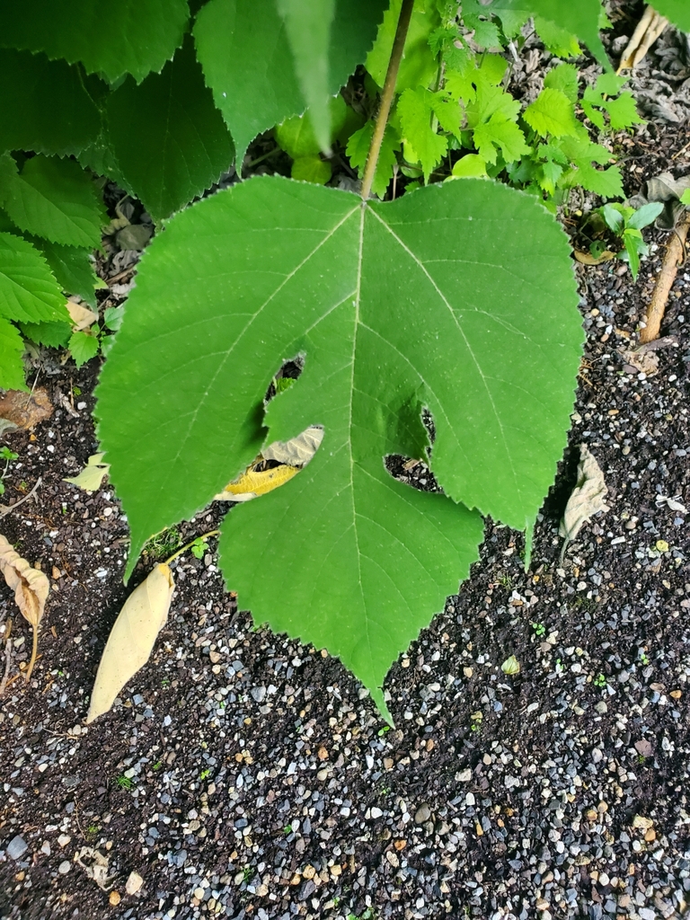 Paper mulberry from Frankton, Hamilton 3204, New Zealand on February 17 ...