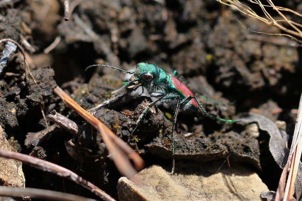 Splendid Tiger Beetle from Sauk County, WI, USA on April 19, 2019 at 02 ...