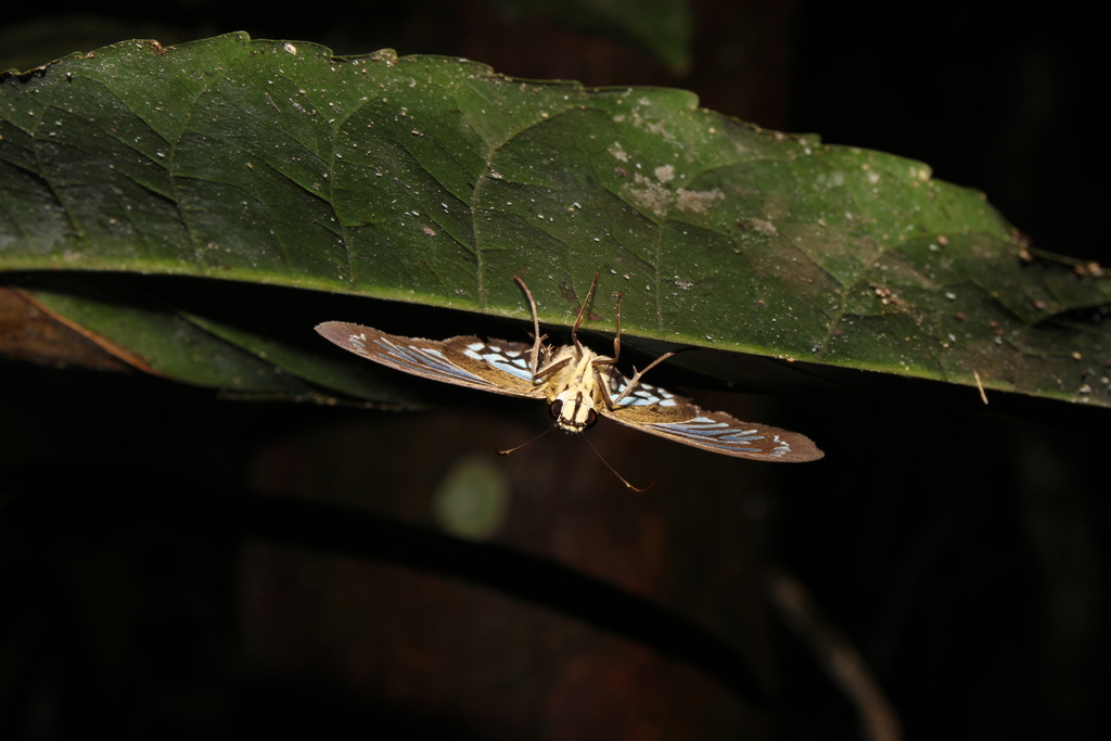 Phanus from Campus da Universidade Federal do Acre, Rio Branco - AC ...