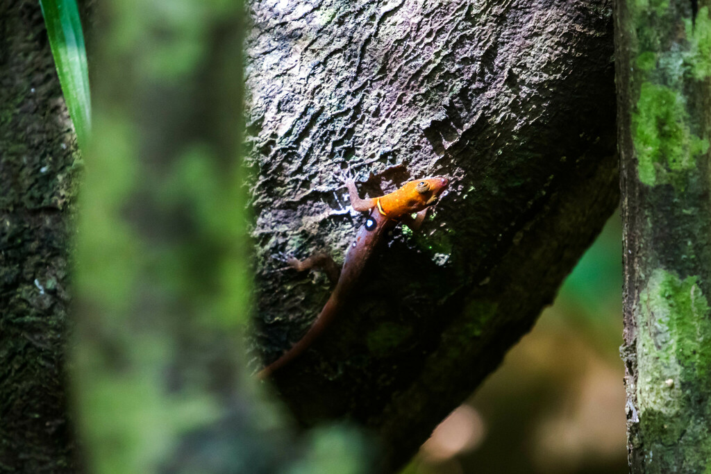 Eyespot Gecko from Little Tobago Island, Trinidad and Tobago on January ...