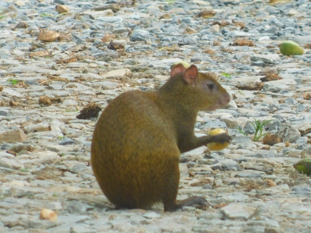 Roatan Island Agouti (Dasyprocta ruatanica) - Know Your Mammals