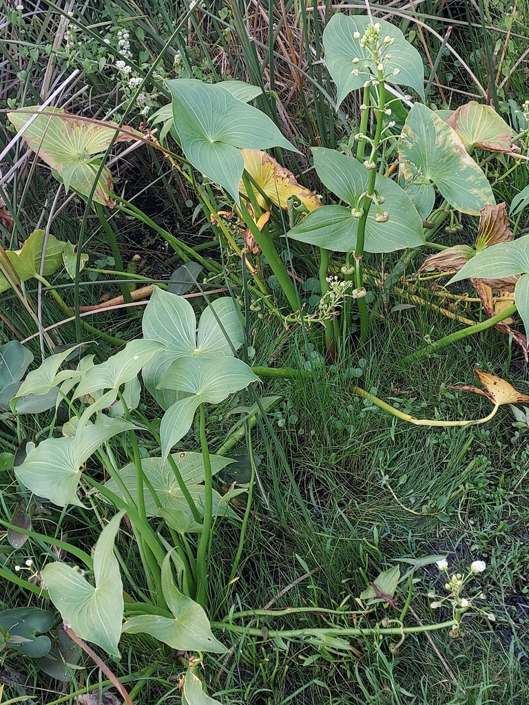 Aztec arrowhead from n.a175, UY-CA, UY on February 18, 2024 at 07:02 PM ...