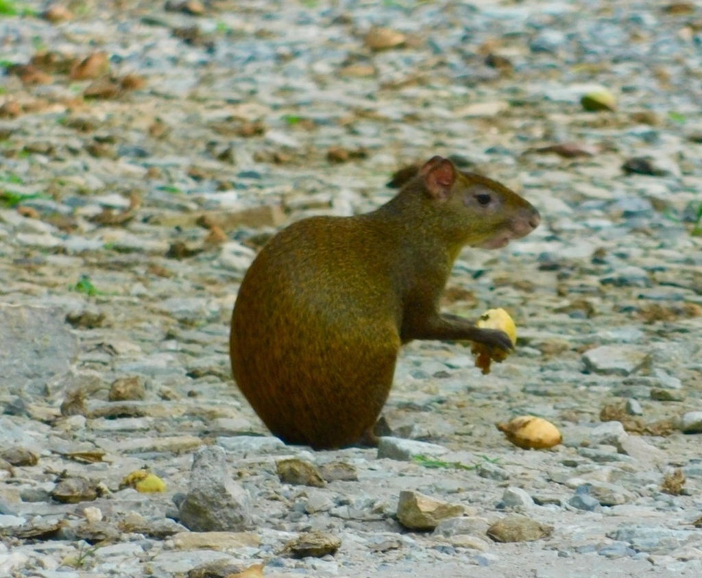 Roatan Island Agouti (Dasyprocta ruatanica) - Know Your Mammals