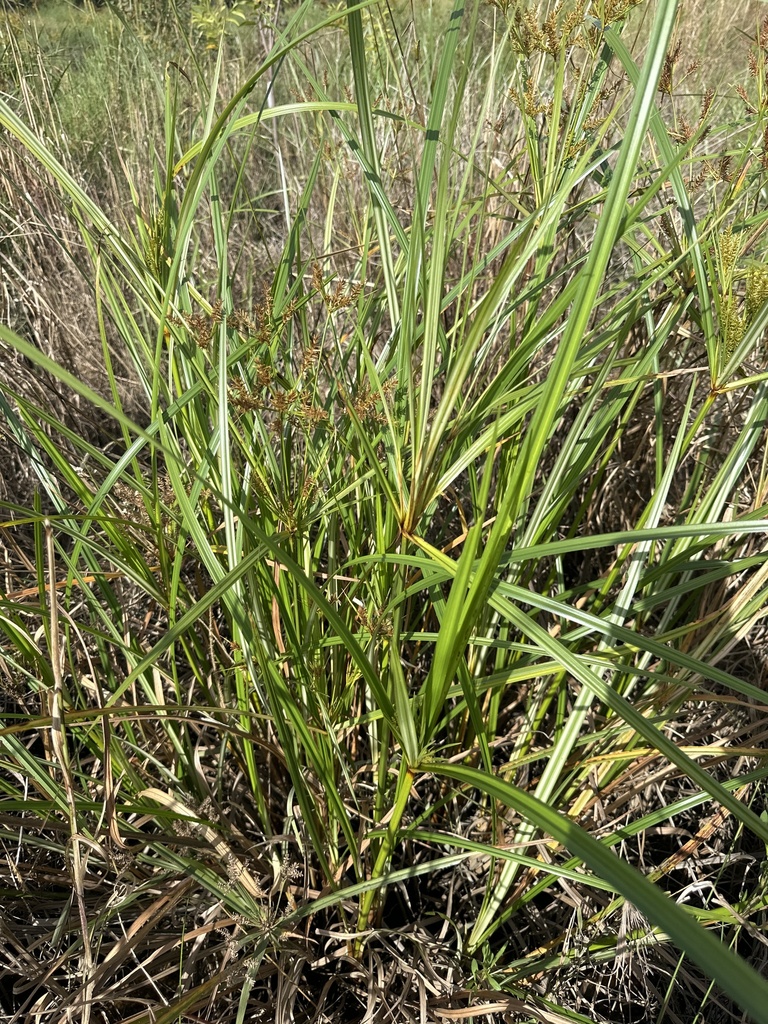Giant Sedge from Carrara, QLD, AU on February 19, 2024 at 08:29 AM by ...