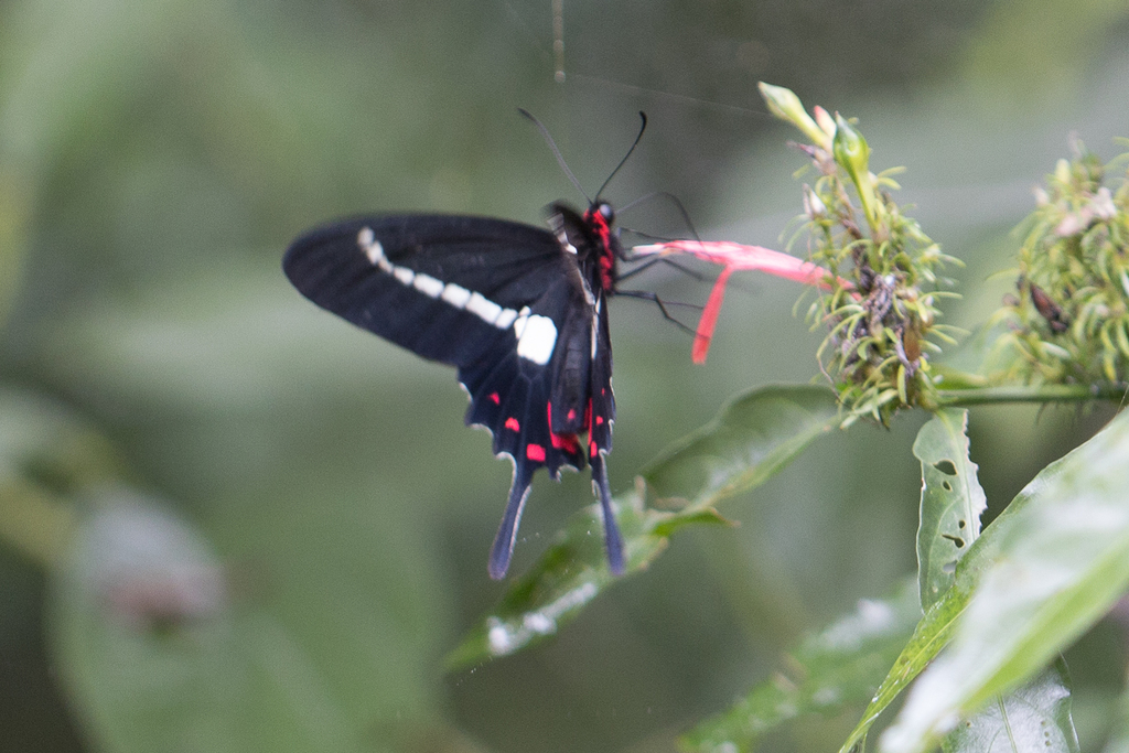 Parides agavus from Agudo - RS, Brasil on February 18, 2024 at 08:56 AM ...
