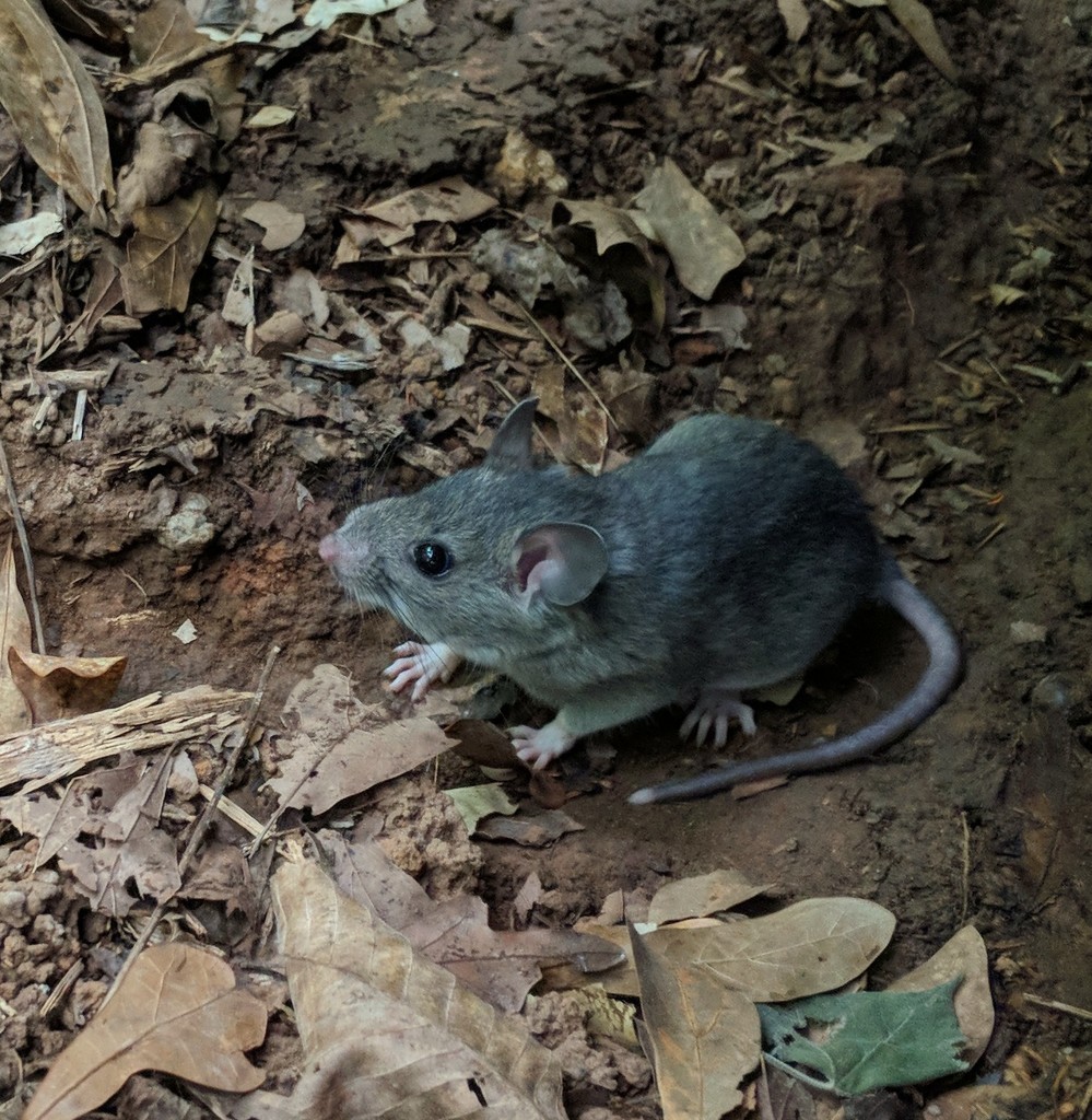 Eastern Woodrat (Neotoma floridana) - Know Your Mammals