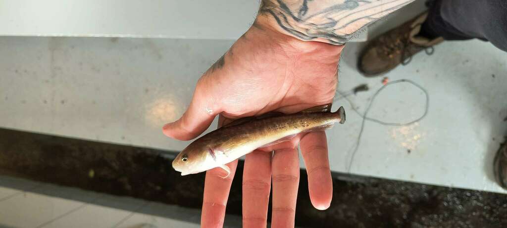 Atlantic Tomcod from Mauricie, QC, Canada on February 17, 2024 at 06:04 ...