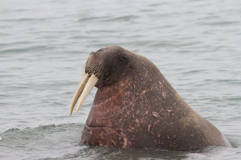 Walrus from Poolepynten, Svalbard on July 3, 2013 at 10:30 AM by Don ...
