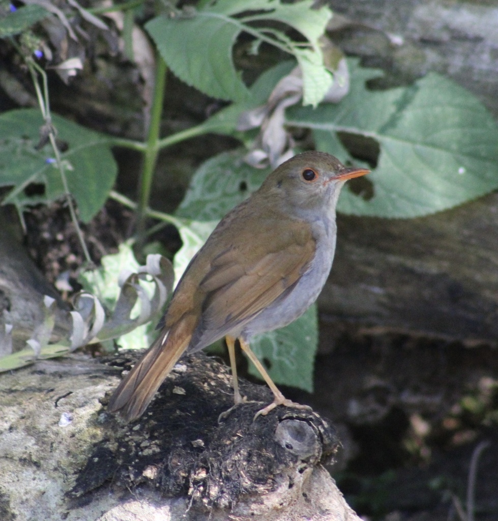 Orange-billed Nightingale-Thrush from Comala, Col., MX on February 18 ...