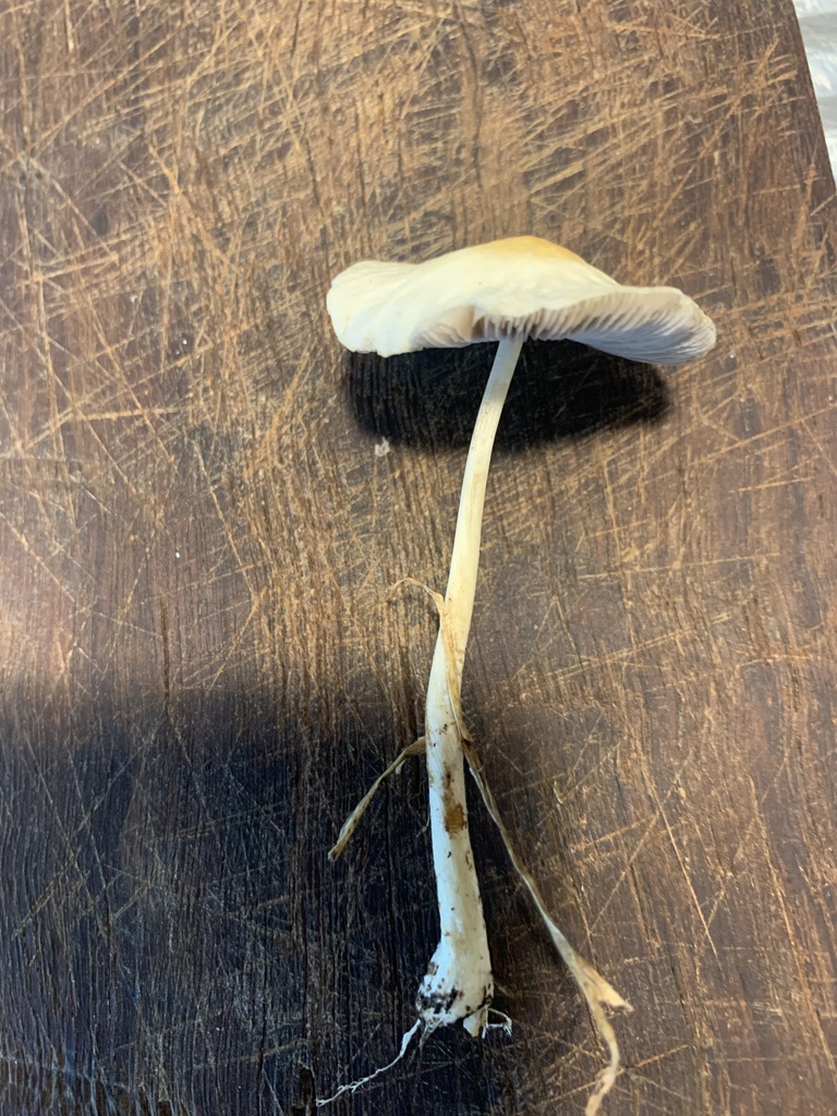 Pale Brittlestem from Nimbus Dr, Flaxton, QLD, AU on November 25, 2023 ...