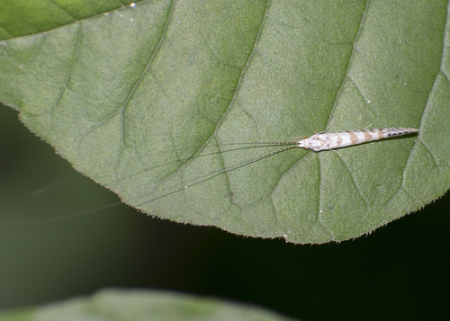 Photo 352288978, (c) dillonmr, some rights reserved (CC BY-NC ...