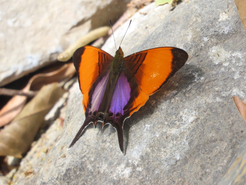 Pansy Daggerwing from Jaramillo, Provincia de Chiriquí, Panamá on ...