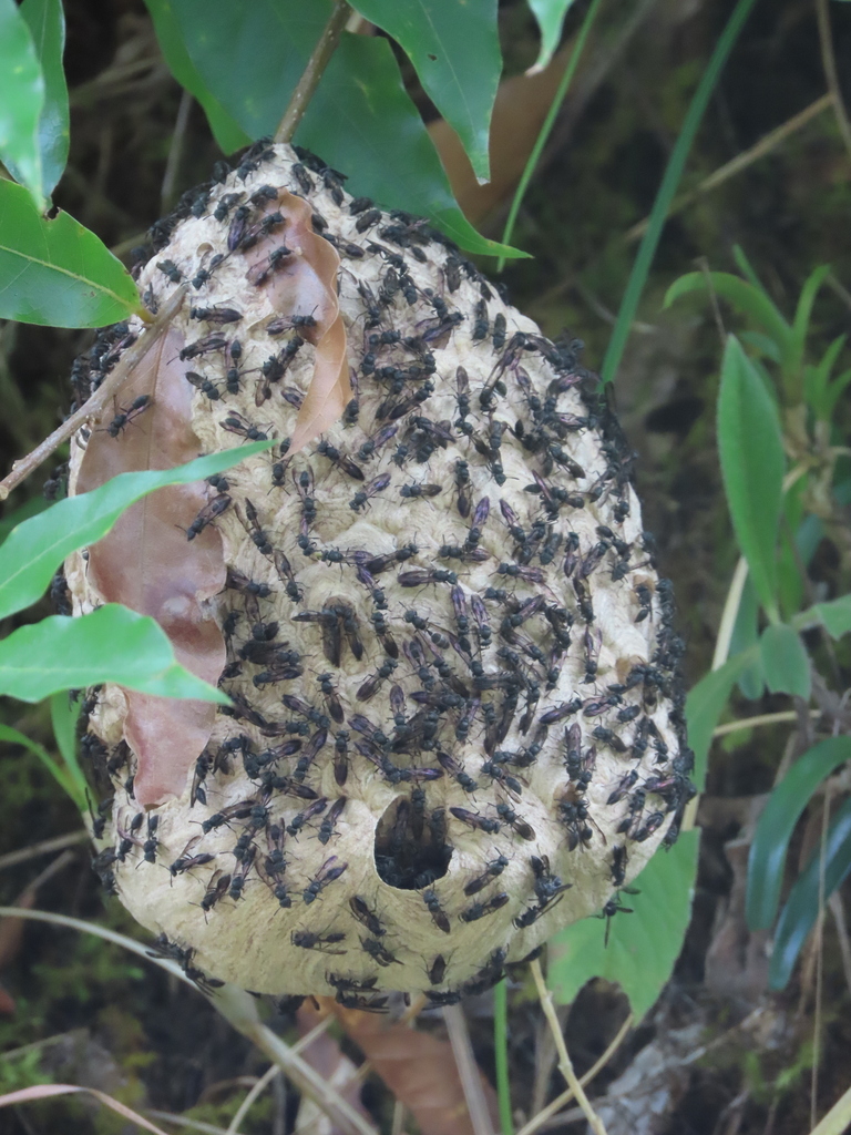 Long-waisted Honey Wasps from Jaramillo, Provincia de Chiriquí, Panamá ...