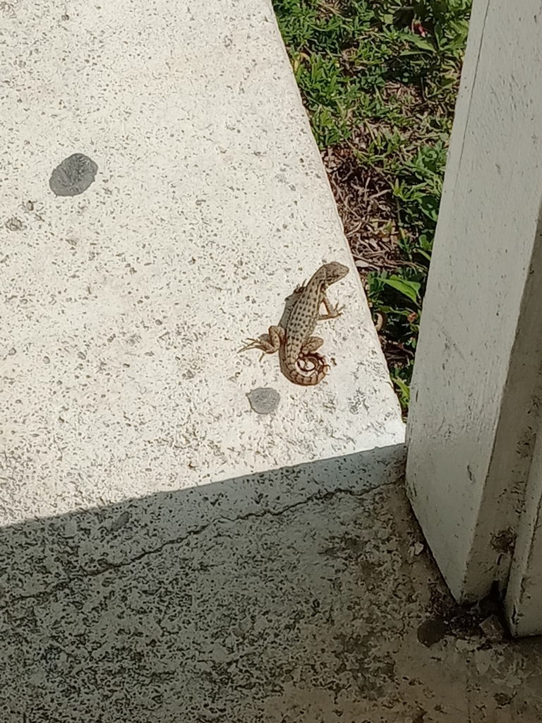 Northern Curly-tailed Lizard from G89G+77F, Freeport, The Bahamas on ...