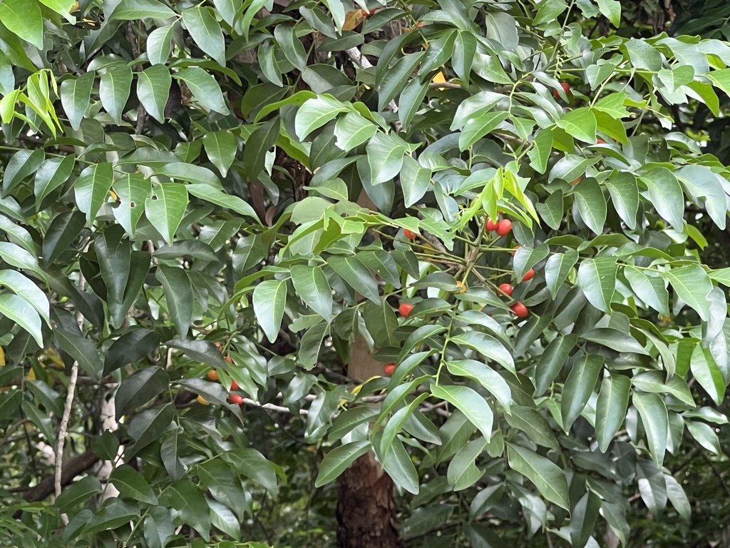 limeberry from Kakadu National Park, Kakadu, NT, AU on February 19 ...