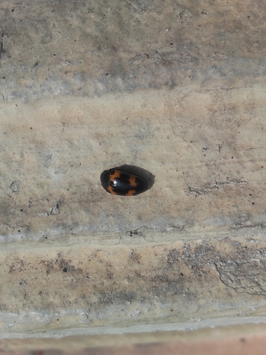 Aulacochilus quadripustulatus · iNaturalist