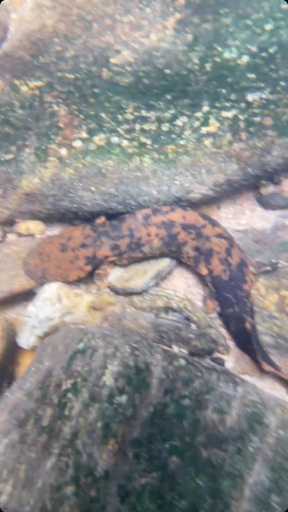 Hellbender in July 2022 by mabrybiggs. location not accurate and ...