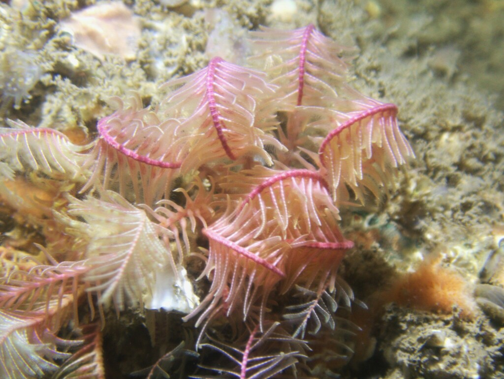 Rosy Feather Star on February 17, 2024 at 09:52 AM by Kaila Wheatley ...