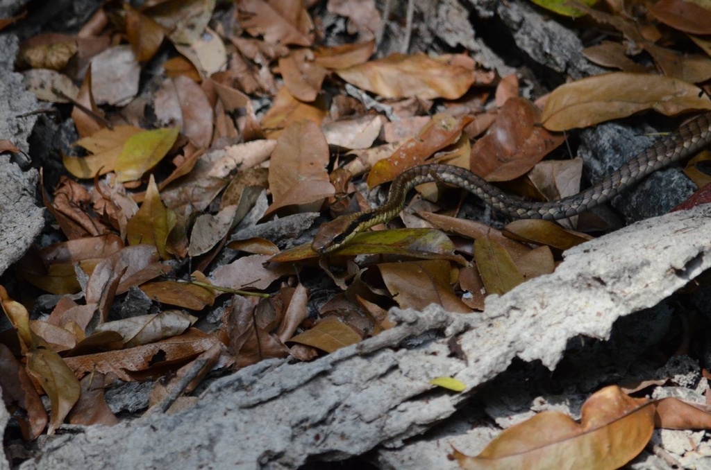 Vietnamese Bronzeback from Khao Yai National Park, Pak Chong, Nakhon ...