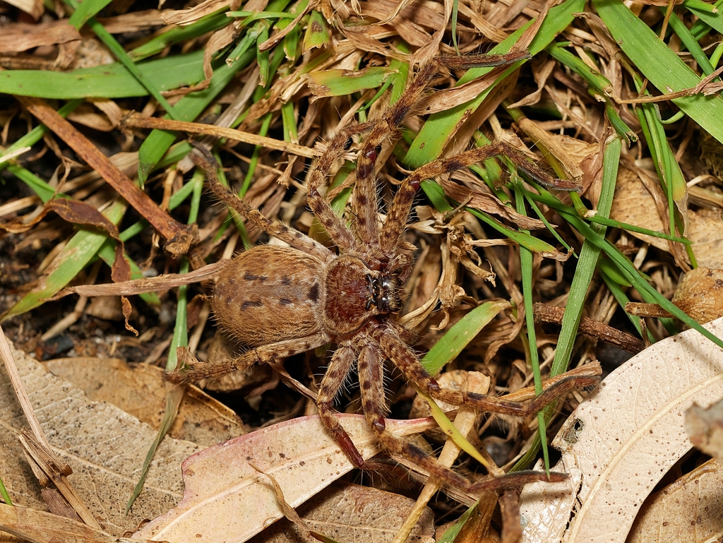 Mountain Huntsman from Melbourne VIC, Australia on February 17, 2024 at ...