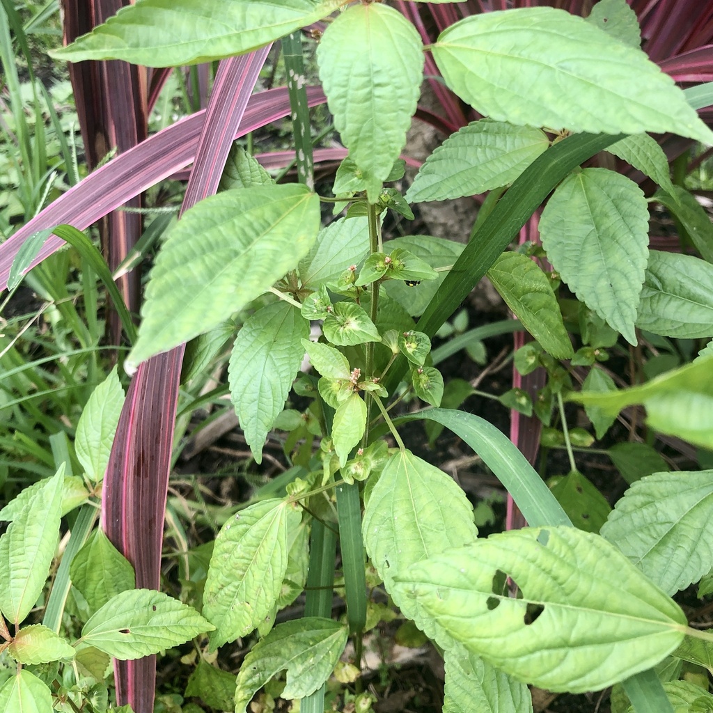Asian Copperleaf from Ferry Wharf Cct, Sydney Olympic Park, NSW, AU on ...