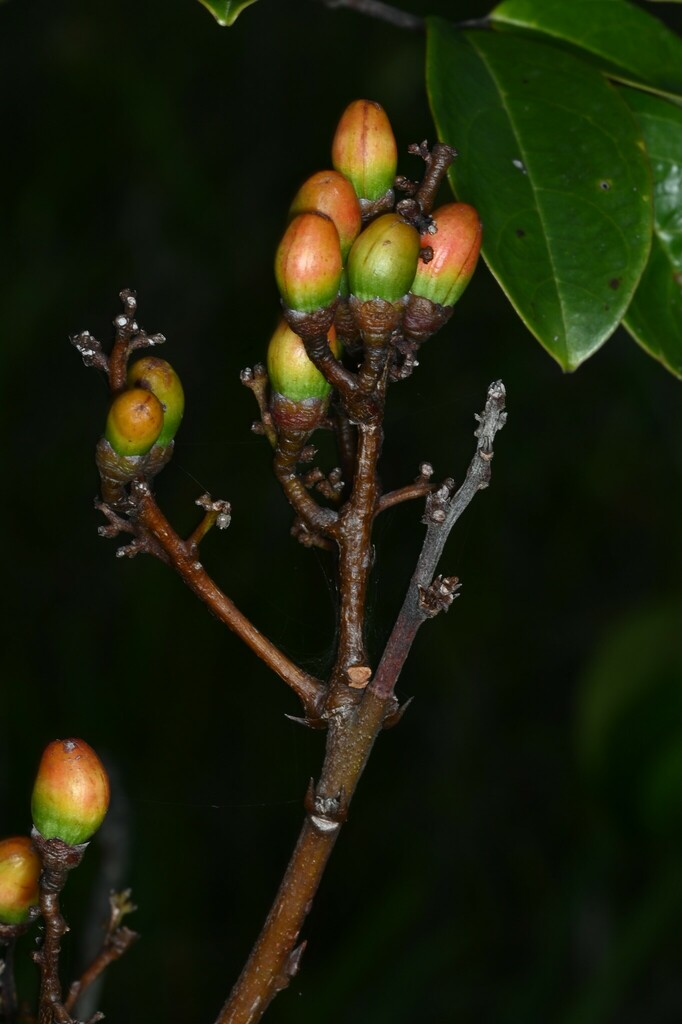 Rourea frutescens - plant details - WorldFloraDB