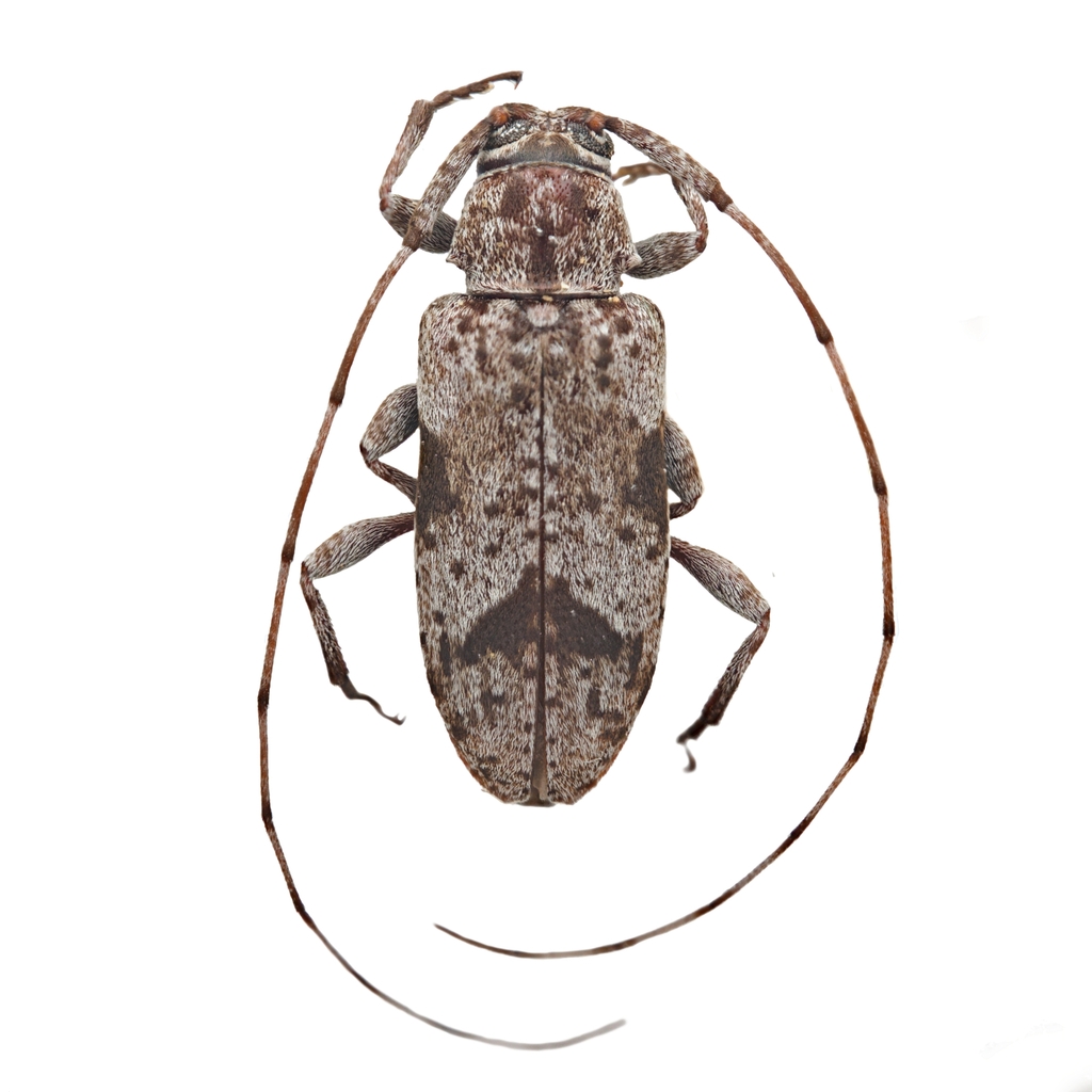 Sternidius decorus (Longhorn Beetles of the United States Pt.2 ...