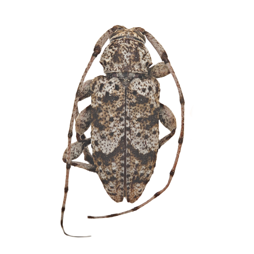Sternidius wiltii (Longhorn Beetles of the United States Pt.2 ...