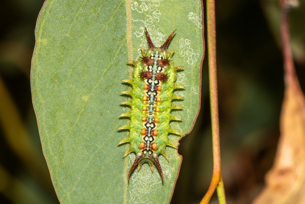 Four-spotted Cup Moth from Onkaparinga River National Park, SA ...