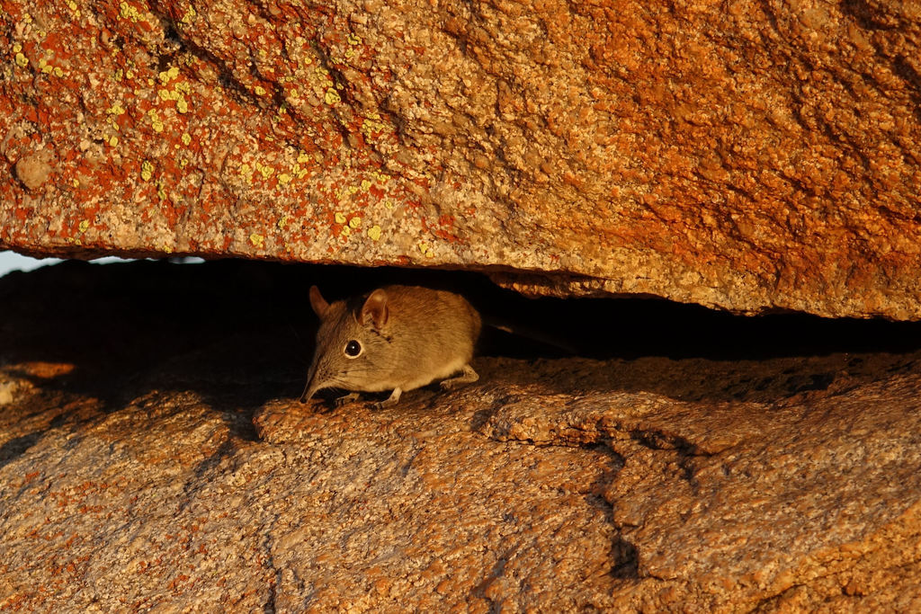 Eastern Rock Sengi (Elephantulus myurus) - Know Your Mammals