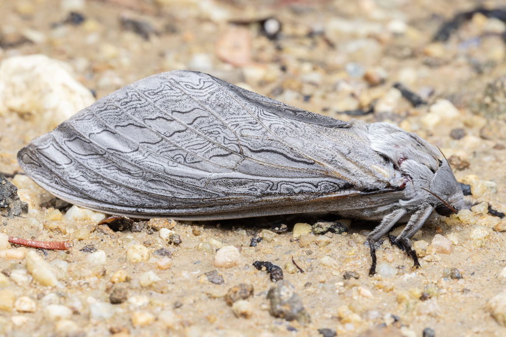 Rain Moth from Penrose NSW 2579, Australia on February 18, 2024 at 08: ...