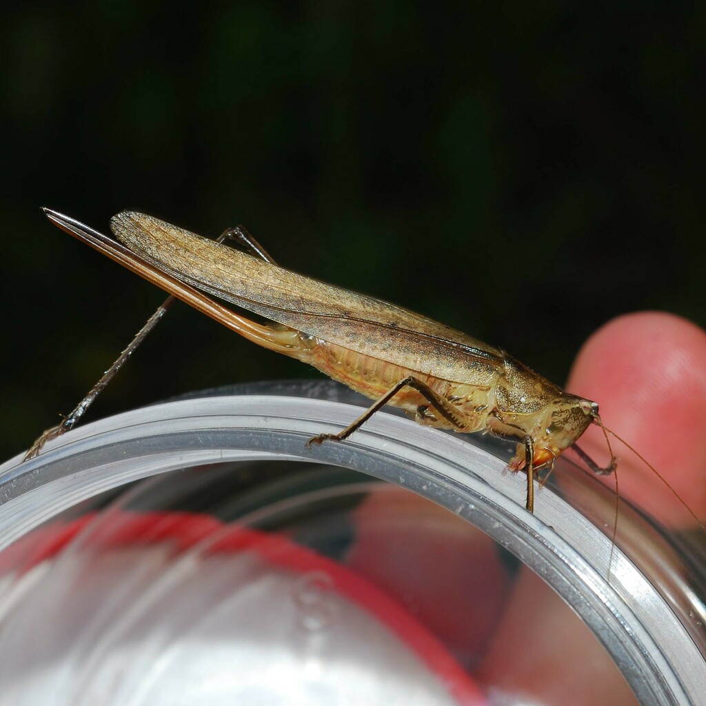 Ruspolia lineosa from Sangok-dong, Uijeongbu-si, Gyeonggi-do, South ...