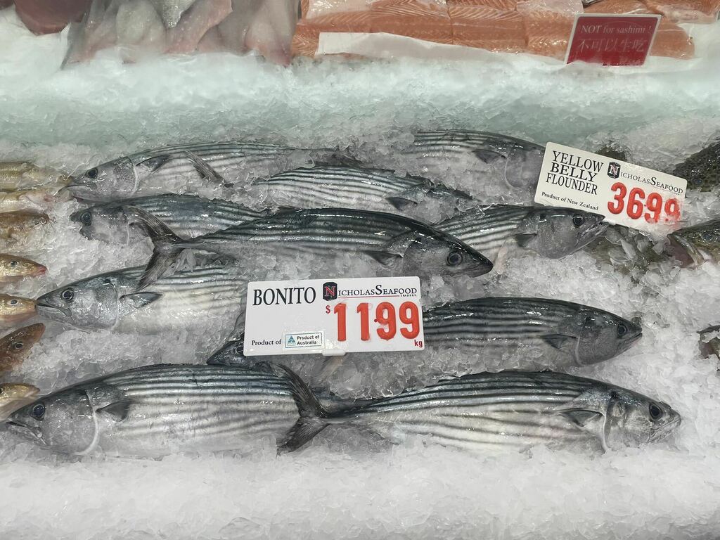 Australian Bonito in February 2024 by Alex Pintsen JIN · iNaturalist