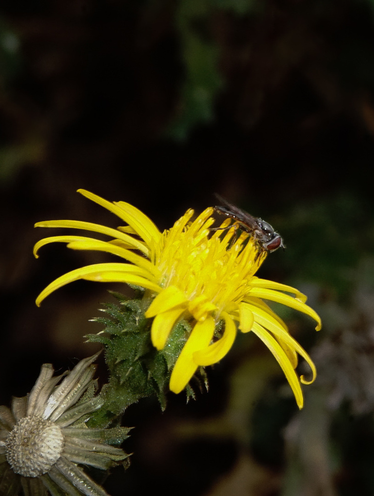 Haplopappus from San Pedro de Atacama, San Pedro de Atacama, Región de ...