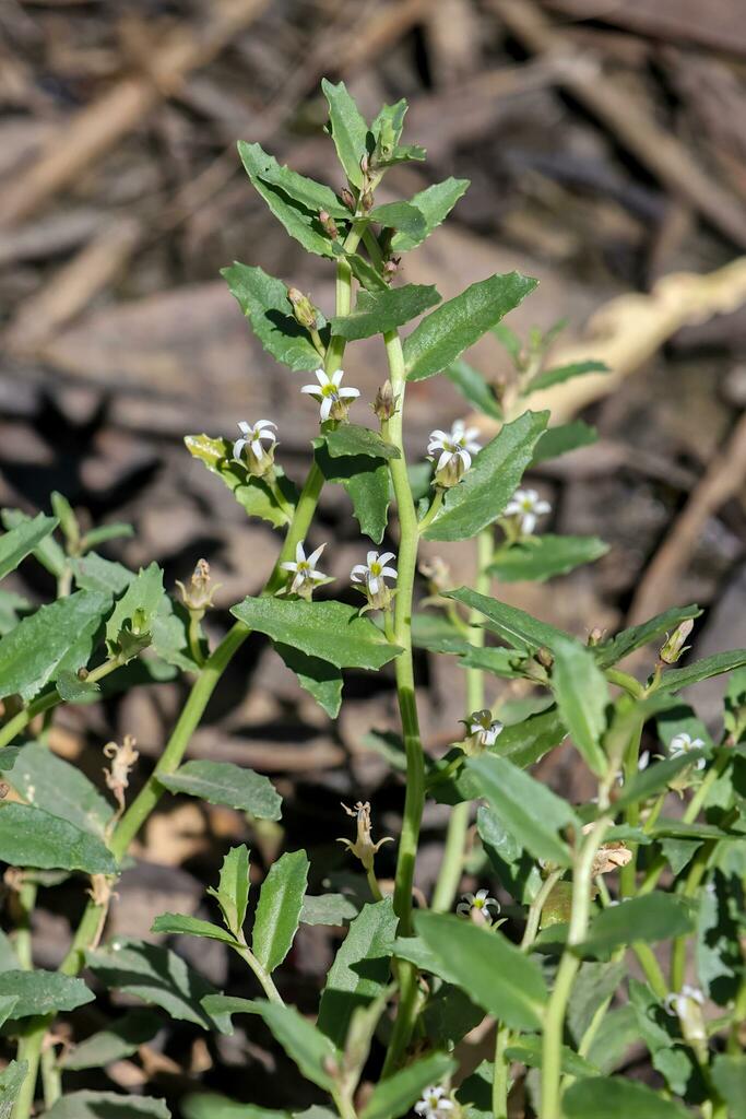 Poison Pratia from Coomboona VIC 3629, Australia on February 12, 2024 ...