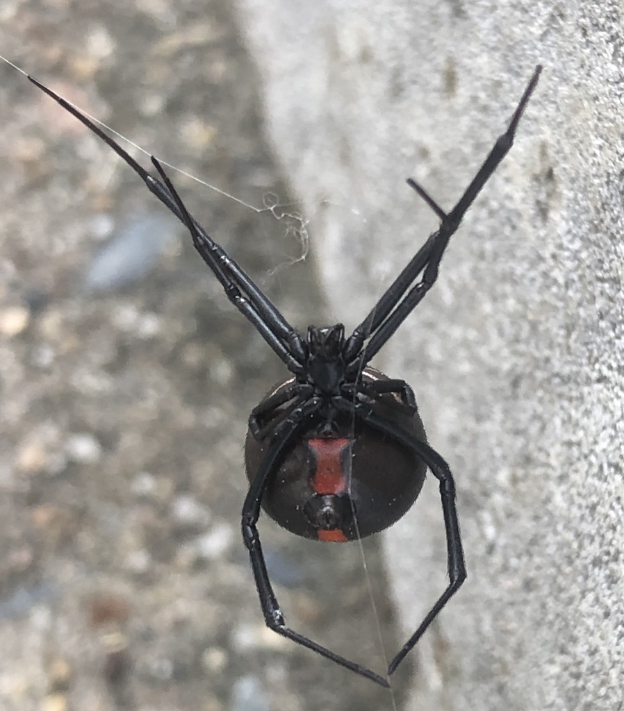 Redback Spider from Bannister Park, Hendra, QLD, AU on February 19 ...