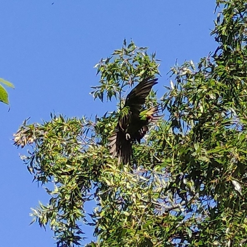 Maroon-fronted Parrot in October 2022 by Jonh Esqueda · iNaturalist
