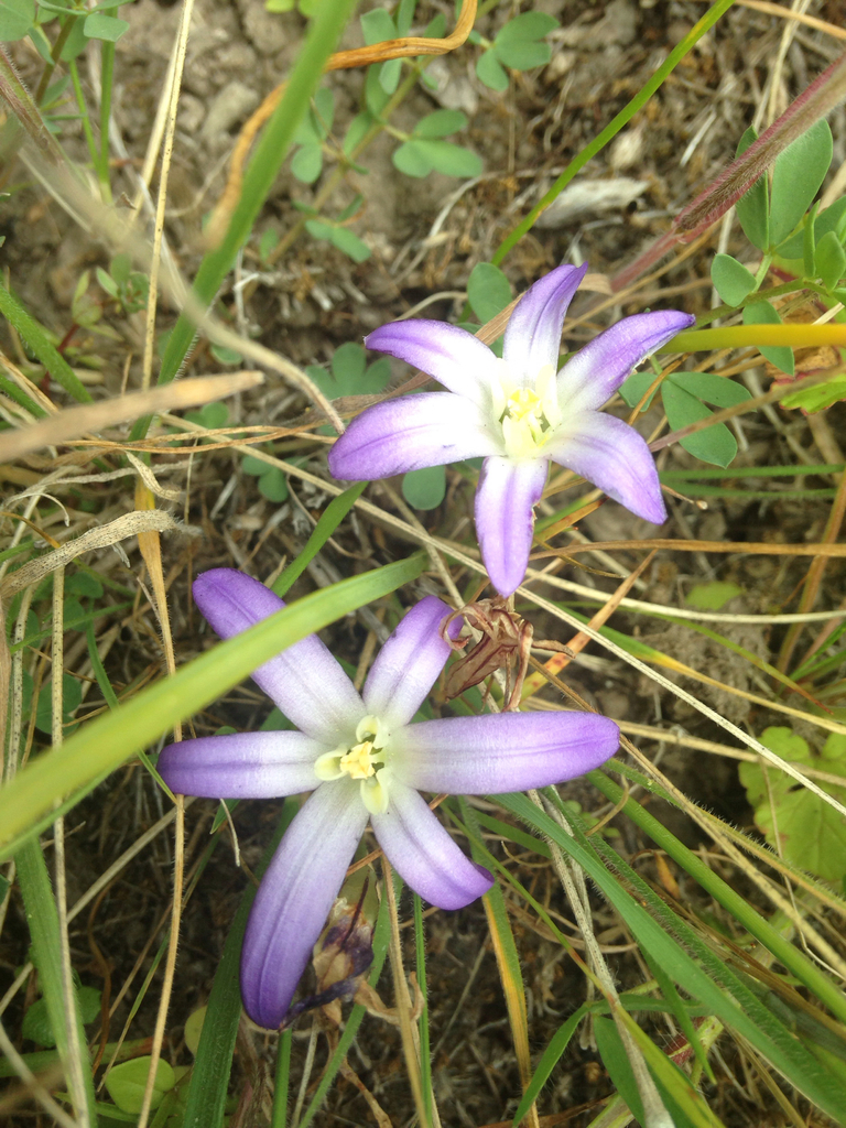 Dwarf Brodiaea (Brodiaea terrestris) - Botanical Realm