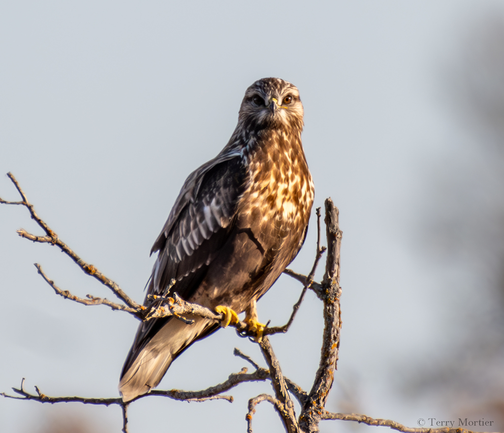 Rough-legged Hawk from Burnett County, WI, USA on November 15, 2023 at ...