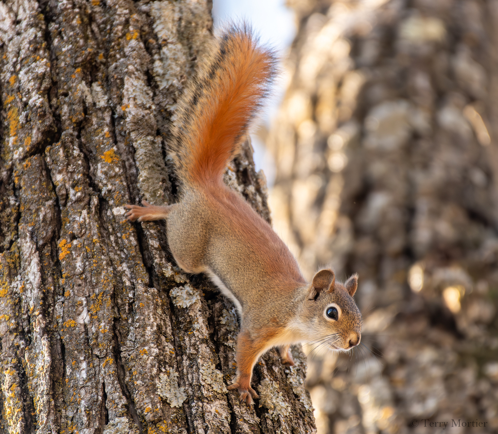 American Red Squirrel from Burnett County, WI, USA on November 15, 2023 ...