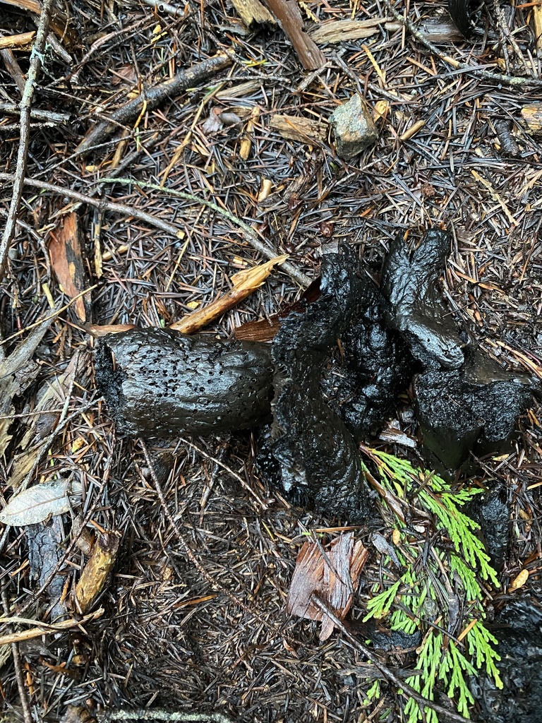 Blackening Russula from I-5 S, Dunsmuir, CA, US on February 18, 2024 at ...