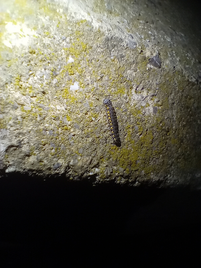 Winged and Once-winged Insects from 08398 Santa Susanna, Barcelona ...