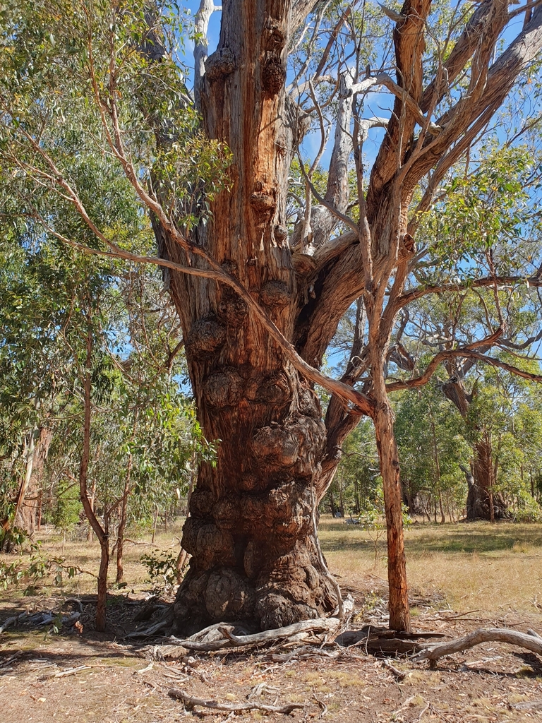 Red Stringybark from Mount Doran VIC 3334, Australia on February 19 ...