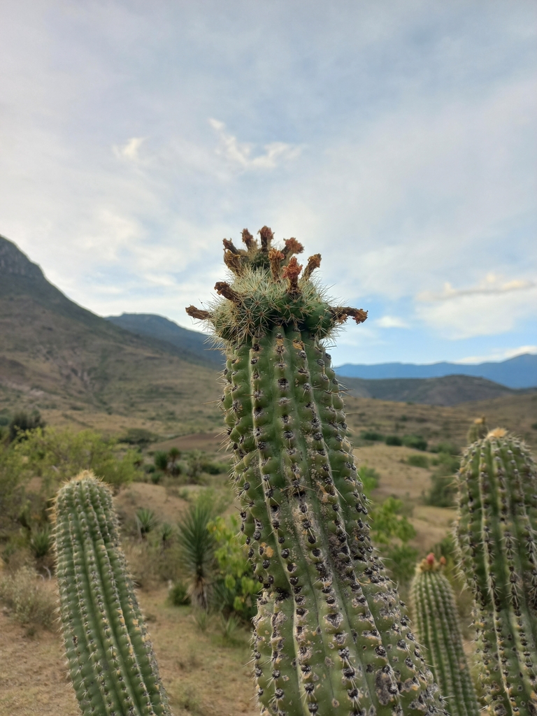 pitayo tunillo desde Villa Díaz Ordaz el 03 de julio de 2023 a las 06: ...