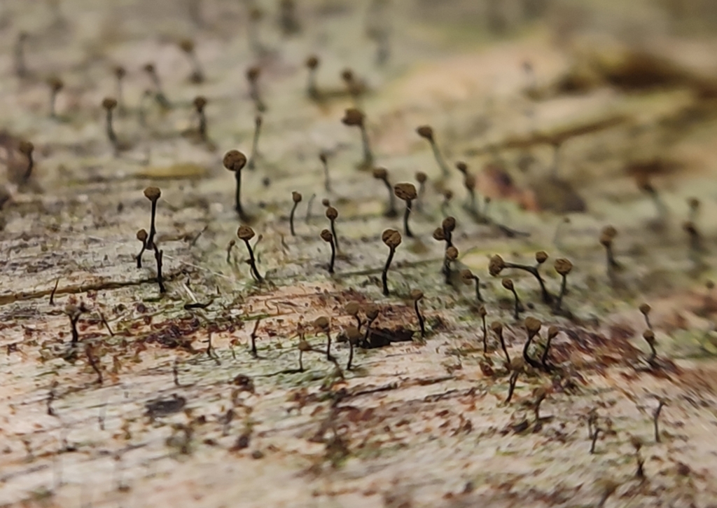 Brown-head Stubble Lichen from Бор (около п. Буды), Харьковский район ...