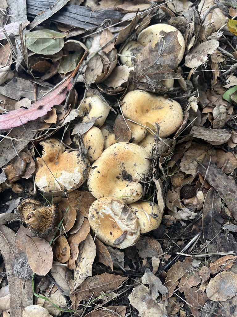 golden milkcap from Camino Corto Open Space, Goleta, CA, US on February ...